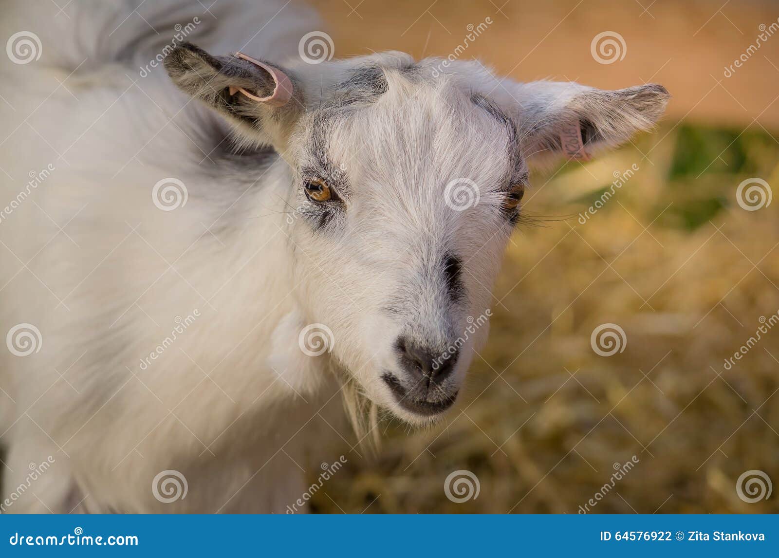 White goat portrait stock photo. Image of goat, white - 64576922