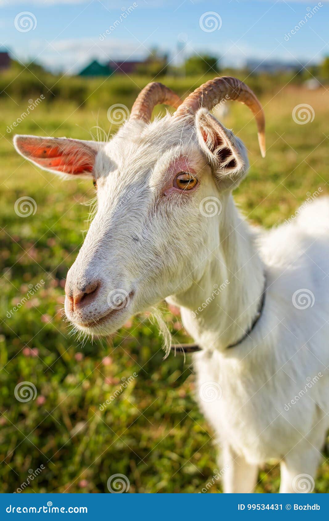 White goat portrait stock image. Image of cute, goatgrass - 99534431