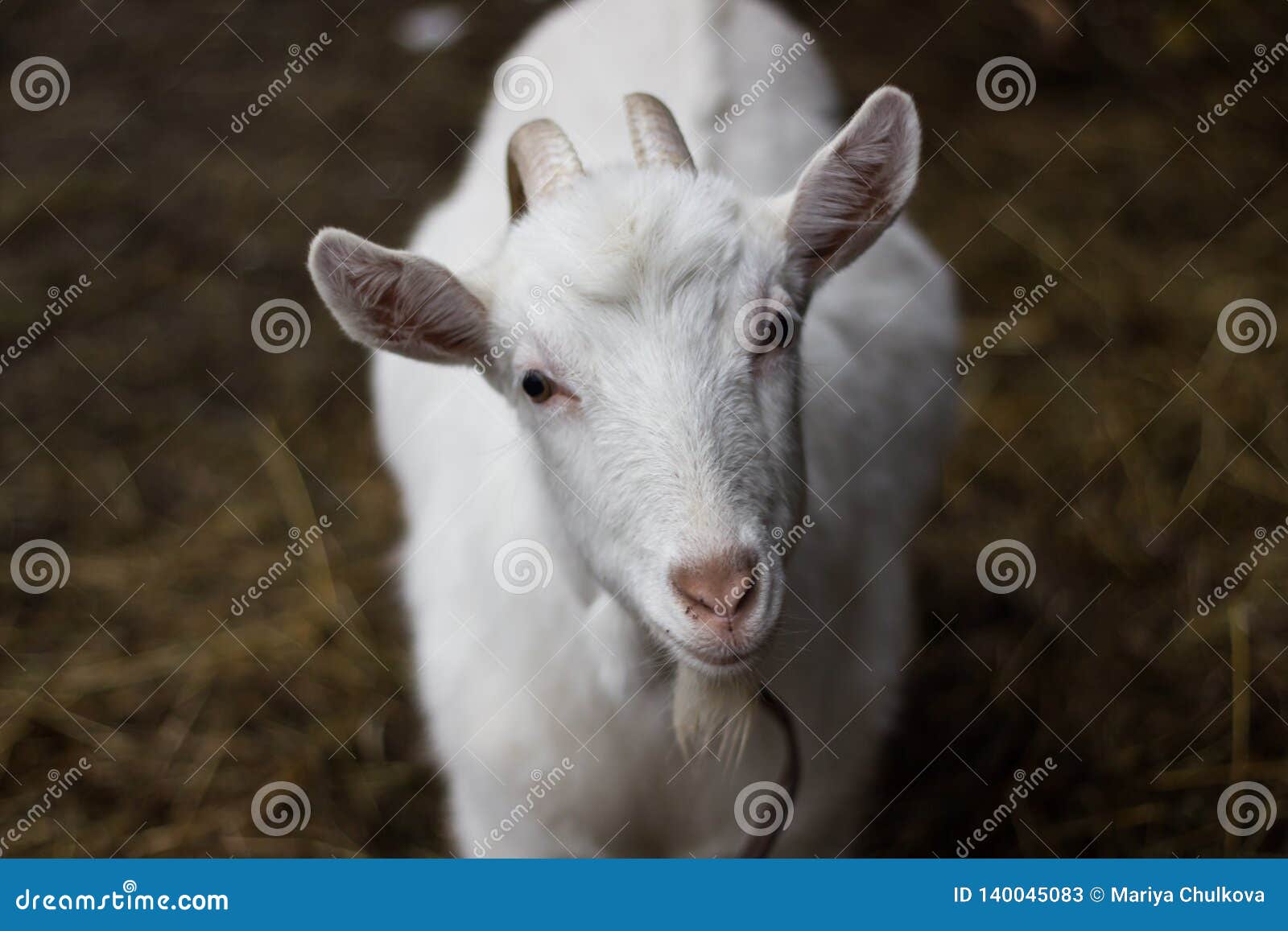 White goat portrait stock image. Image of farm, looking - 140045083