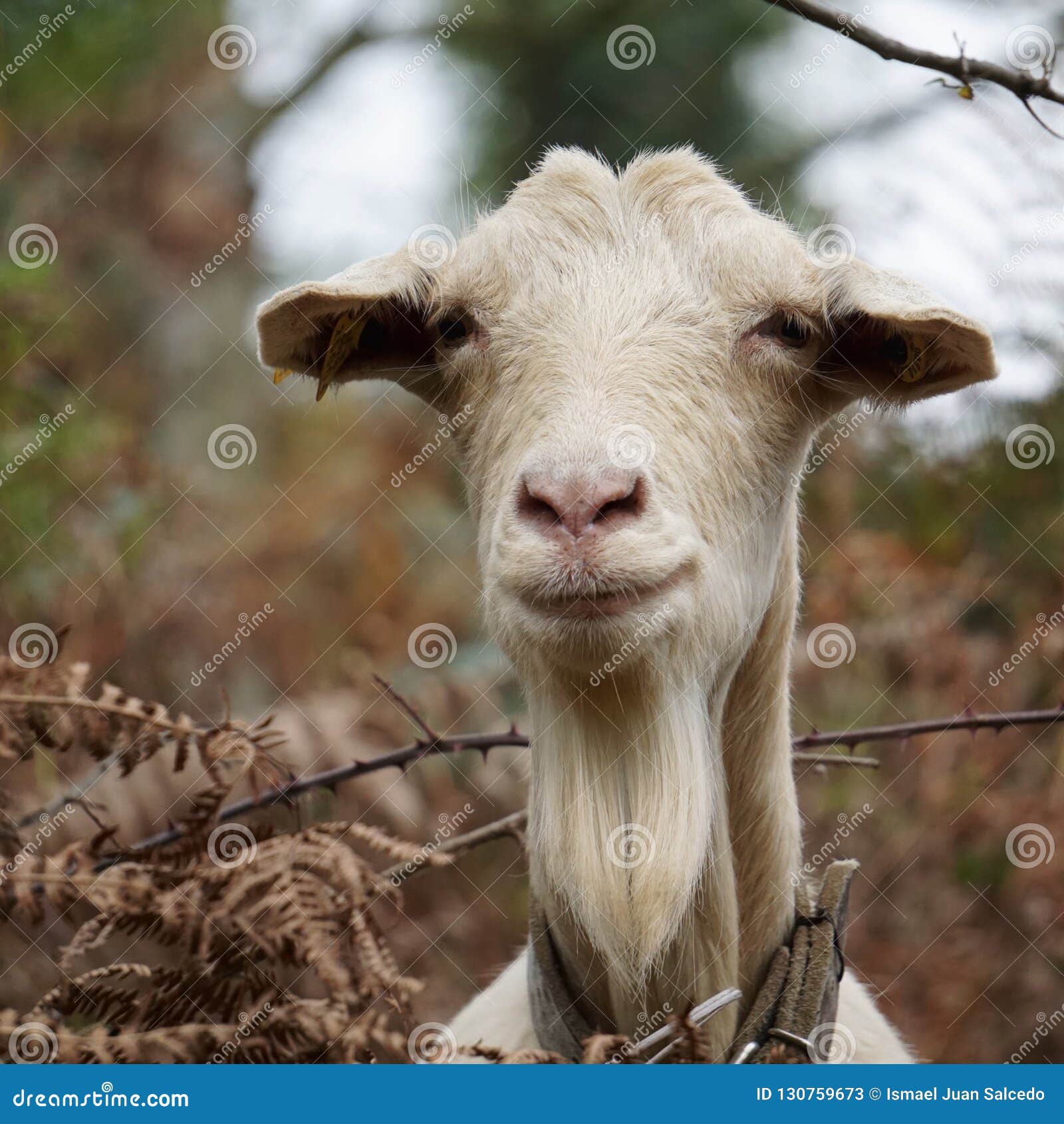The White Goat Portrait in the Nature Stock Image - Image of outdoor ...