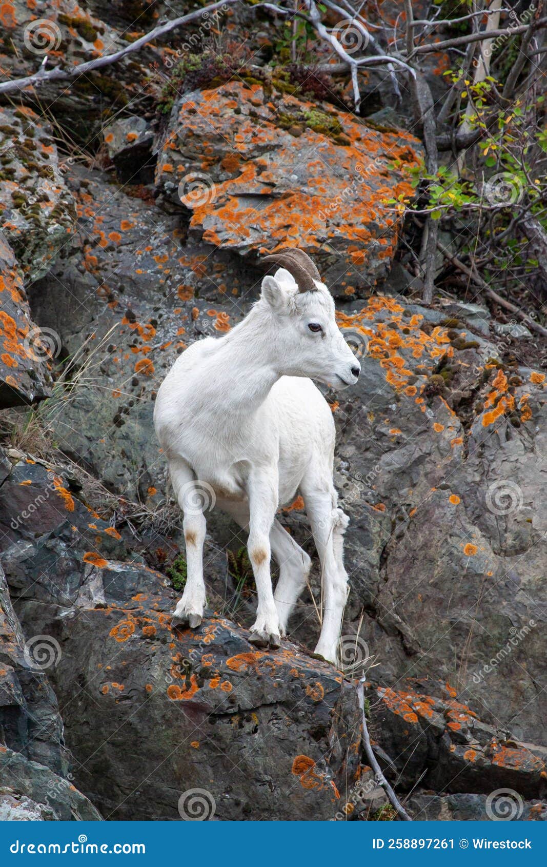 White goat on a rock stock image. Image of rock, outdoors - 258897261