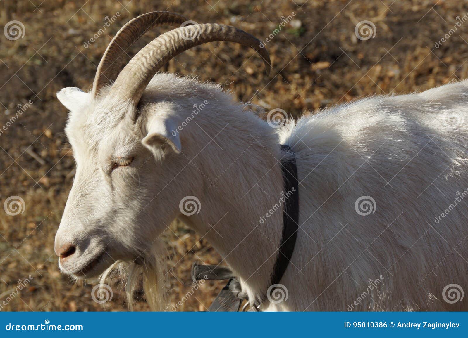 White goat. stock photo. Image of dairy, grass, farm - 95010386