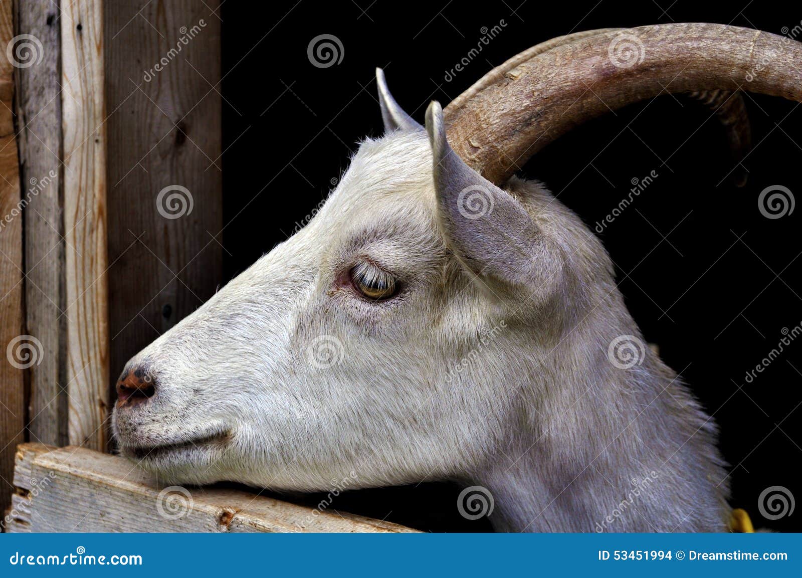 White Goat stock photo. Image of farm, barn, goat, livestock - 53451994