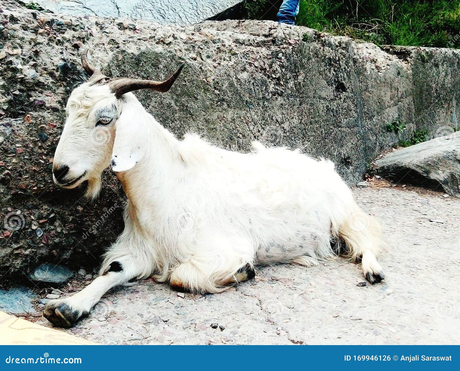 White Goat Sitting Peacefully Stock Photo - Image of cattle, horned ...