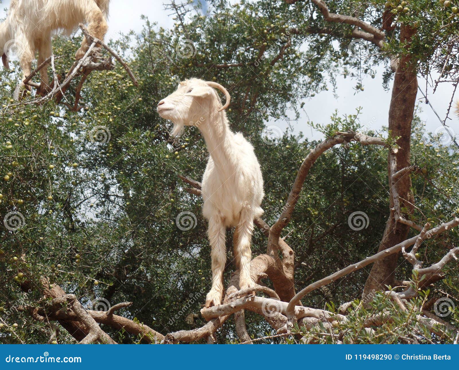 Goat Standing on the Branch of a Tree in Morocco Stock Photo - Image of ...