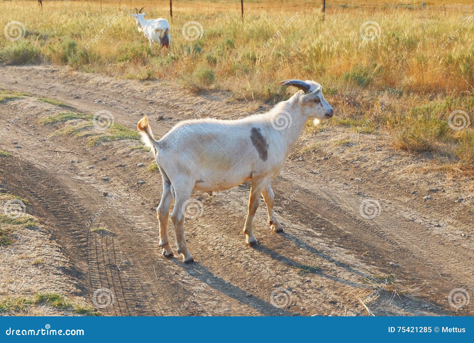 White Goat Standing at Full Height Side View on the Road Stock Image ...