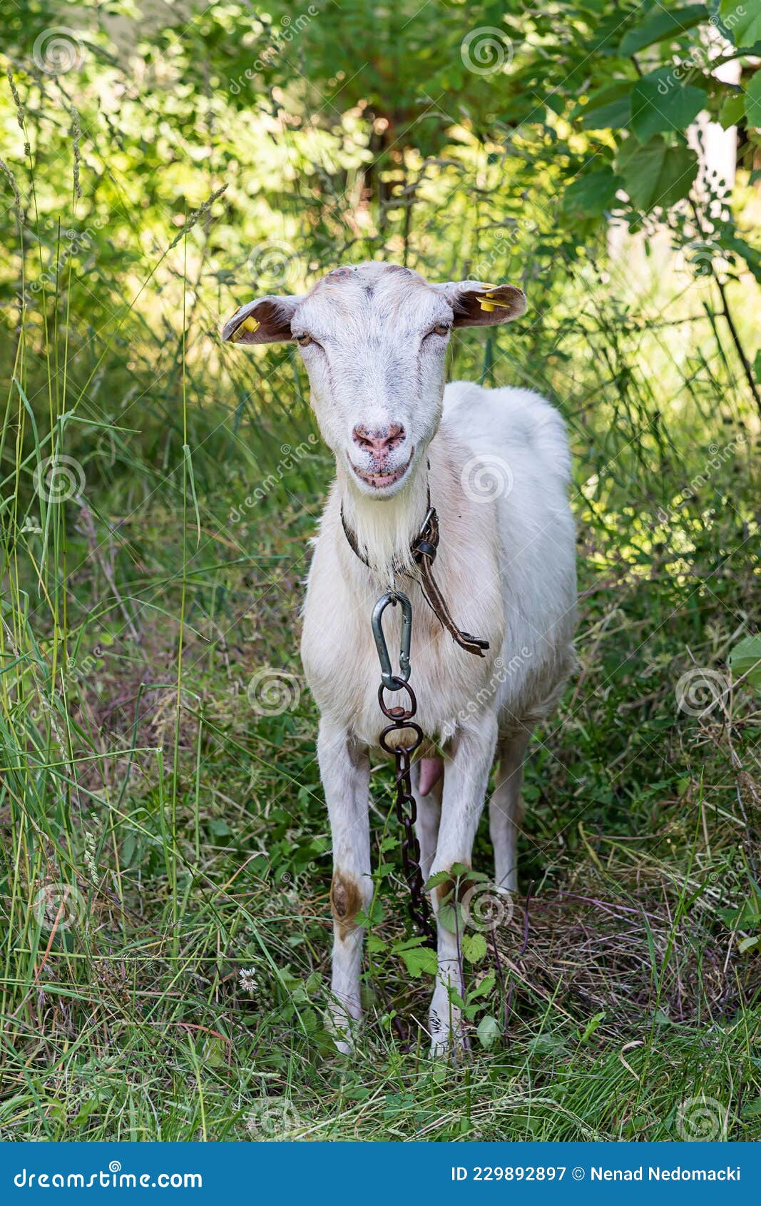 White Goat Standing on Grass Stock Image - Image of looking, mammal ...