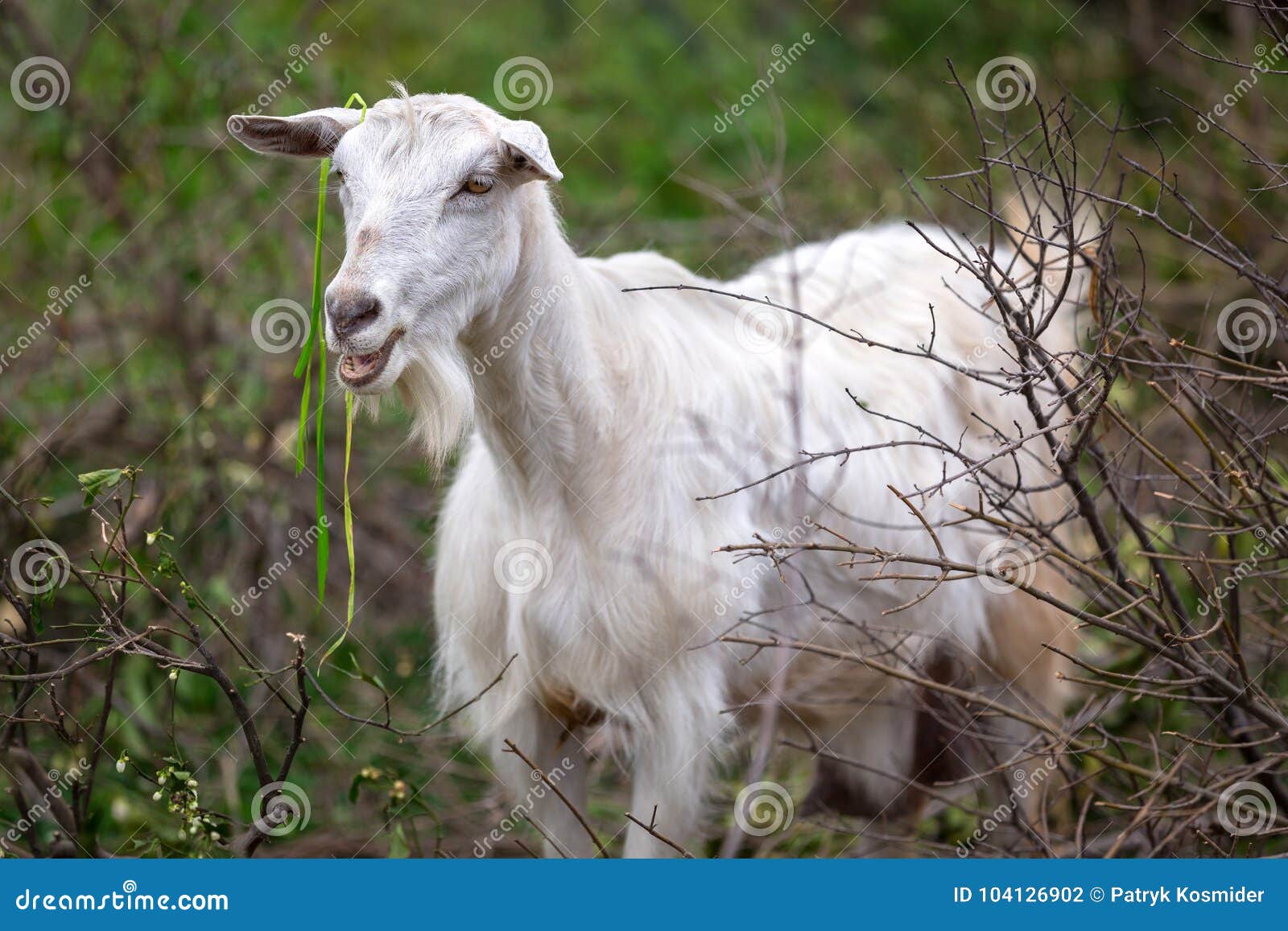 Agricultural Goat Greece Stock Photos - Free & Royalty-Free Stock ...