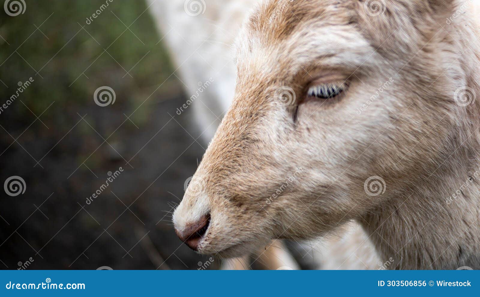 White Goat Standing Side by Side Looking Straight into the Camera Stock ...