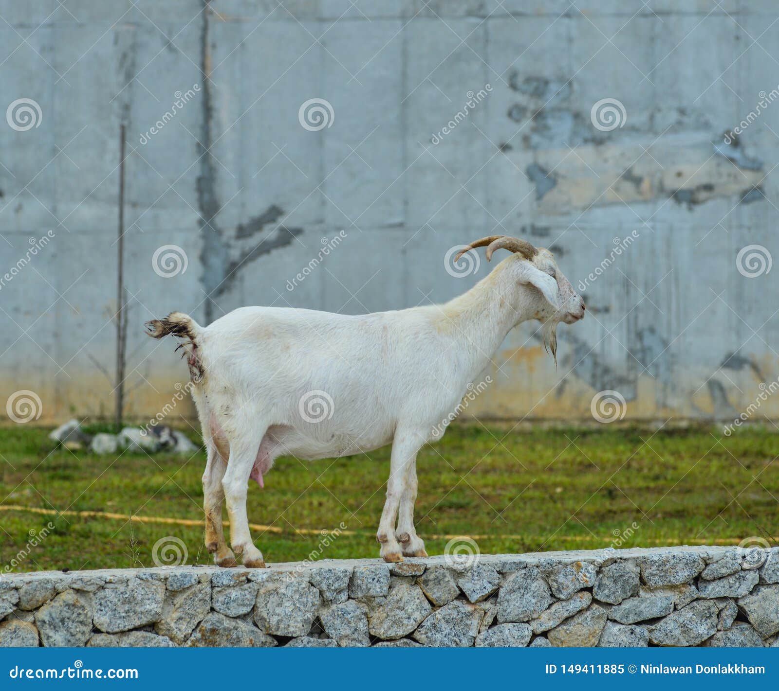 A white goat editorial image. Image of animal, field - 149411885