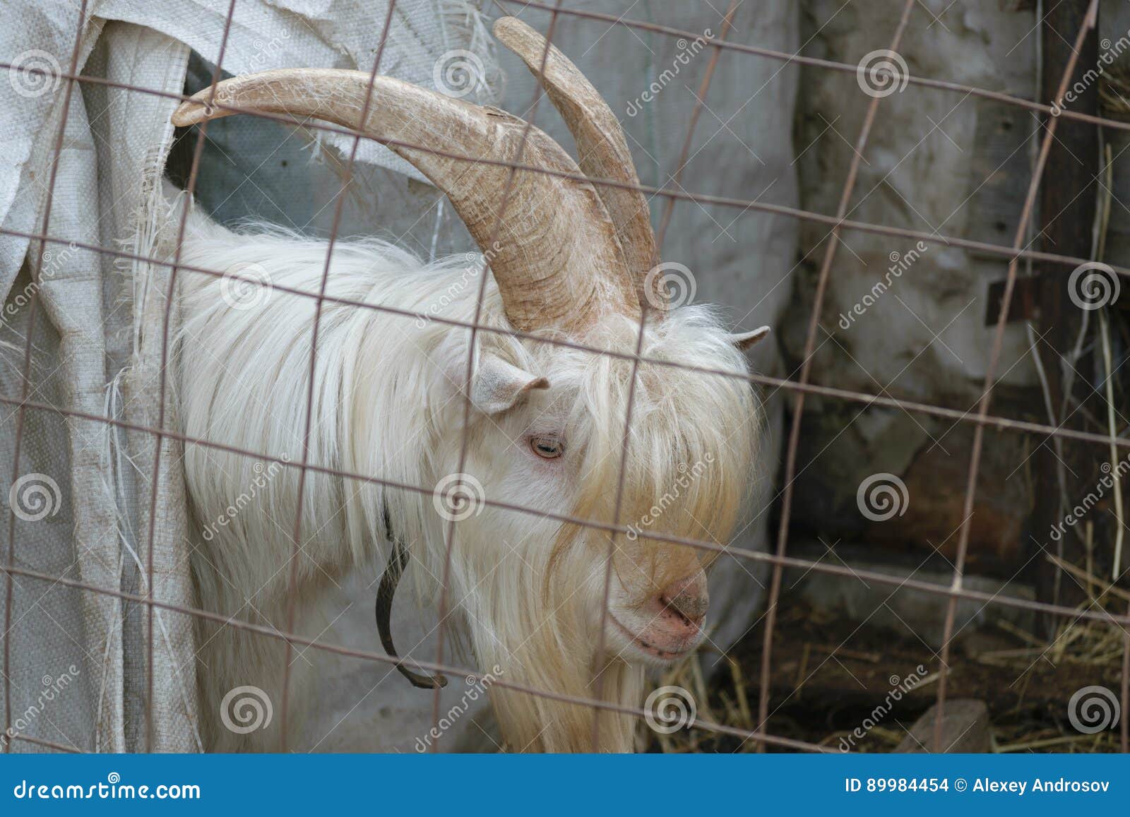 Goat Suit Stock Photos - Download 131 Royalty Free Photos