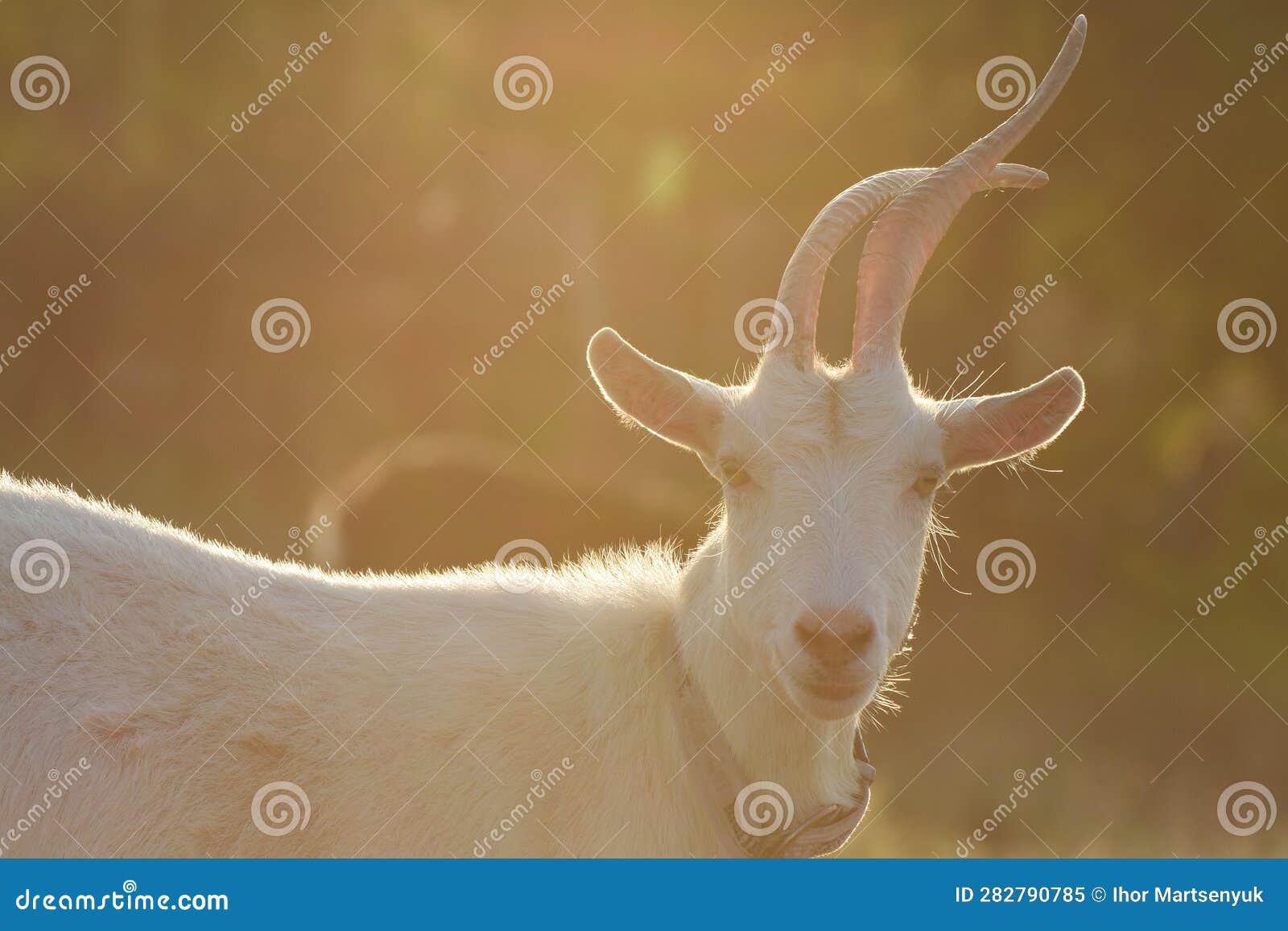 White Goat with Twisted Horns. Sunlight, Atmospheric Photo Stock Image ...