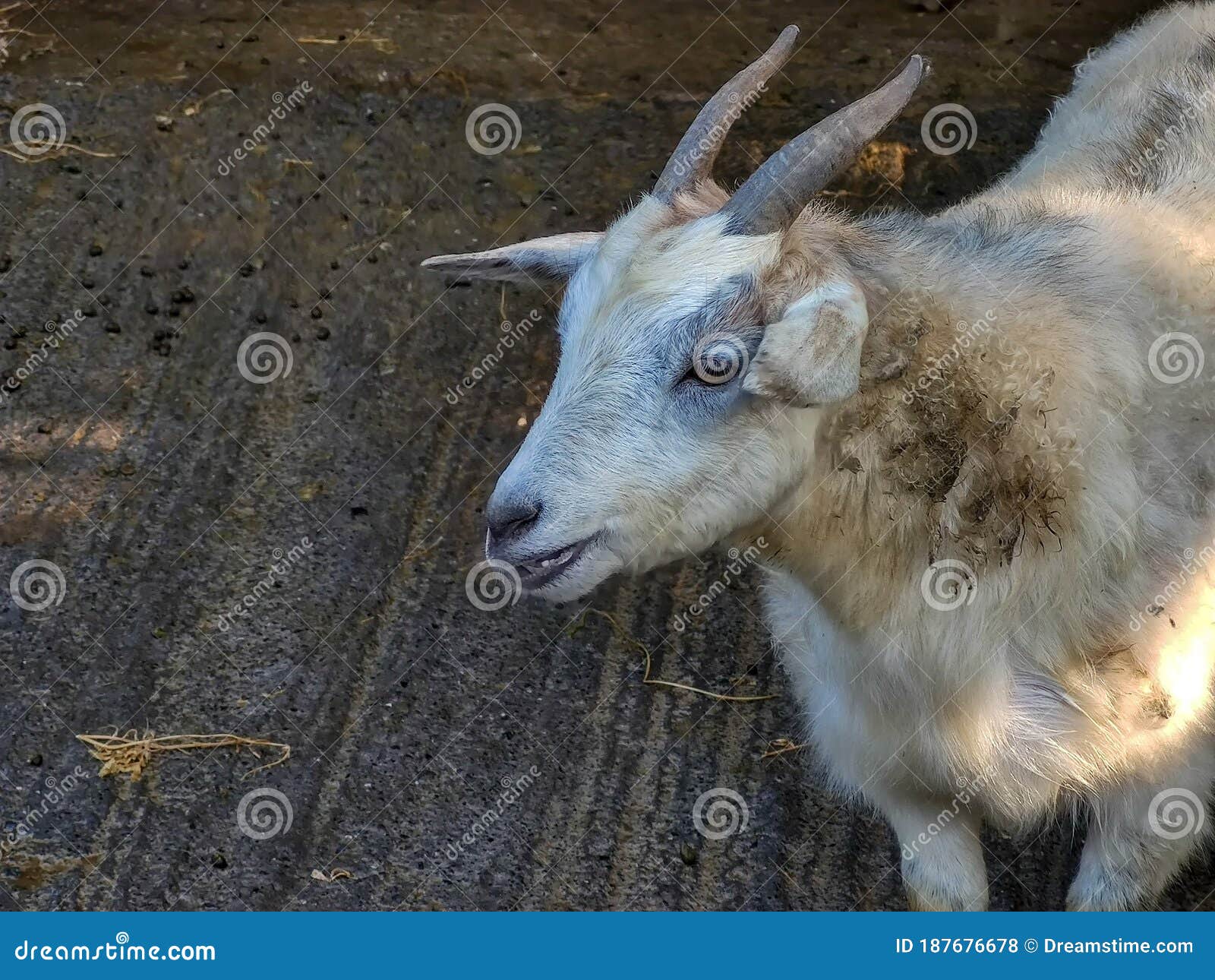 White Goat with Two Horns in the Fold Stock Photo - Image of farmer ...