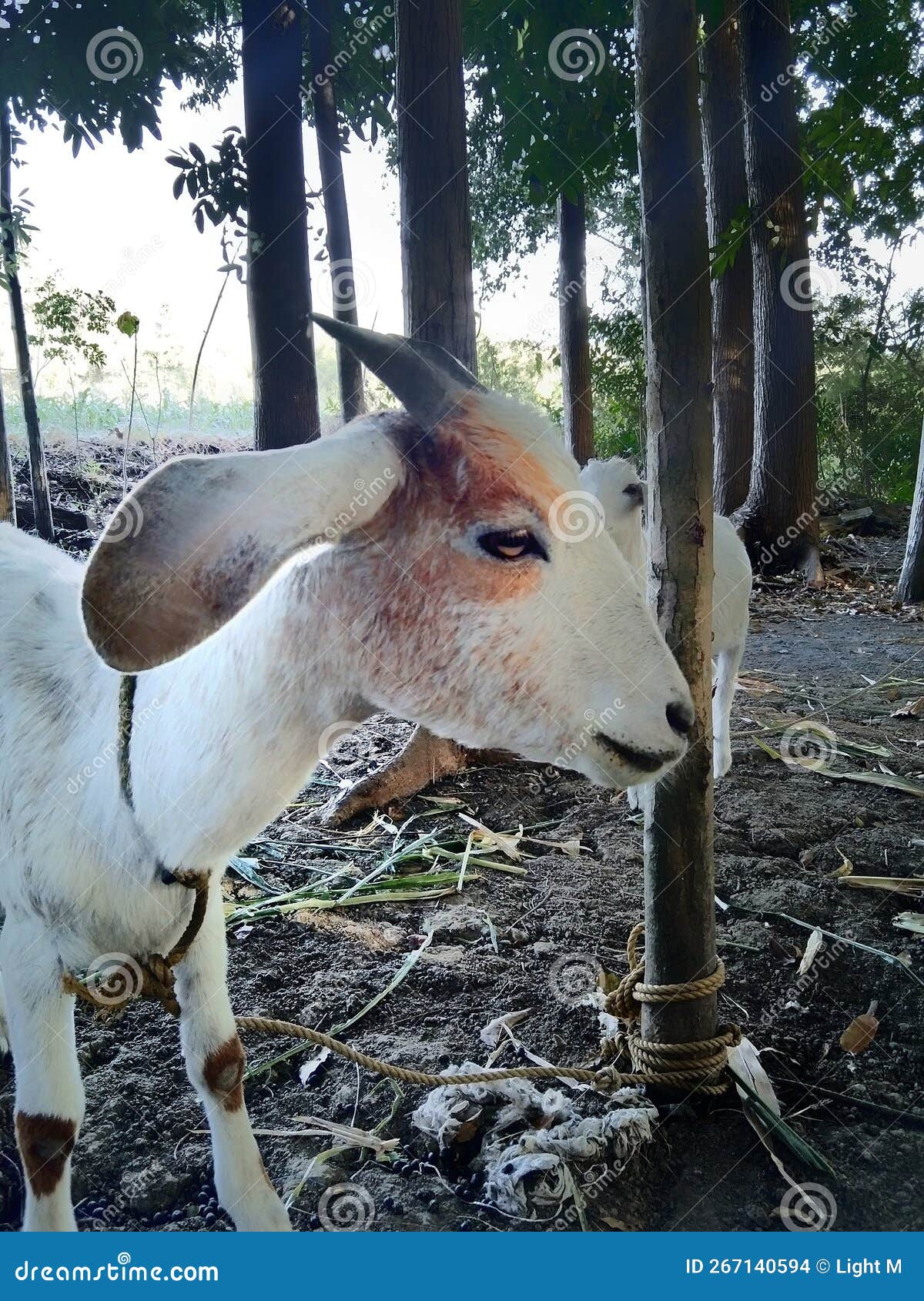 White Goat Under Tall Trees Stock Photo - Image of goats, bovine: 267140594