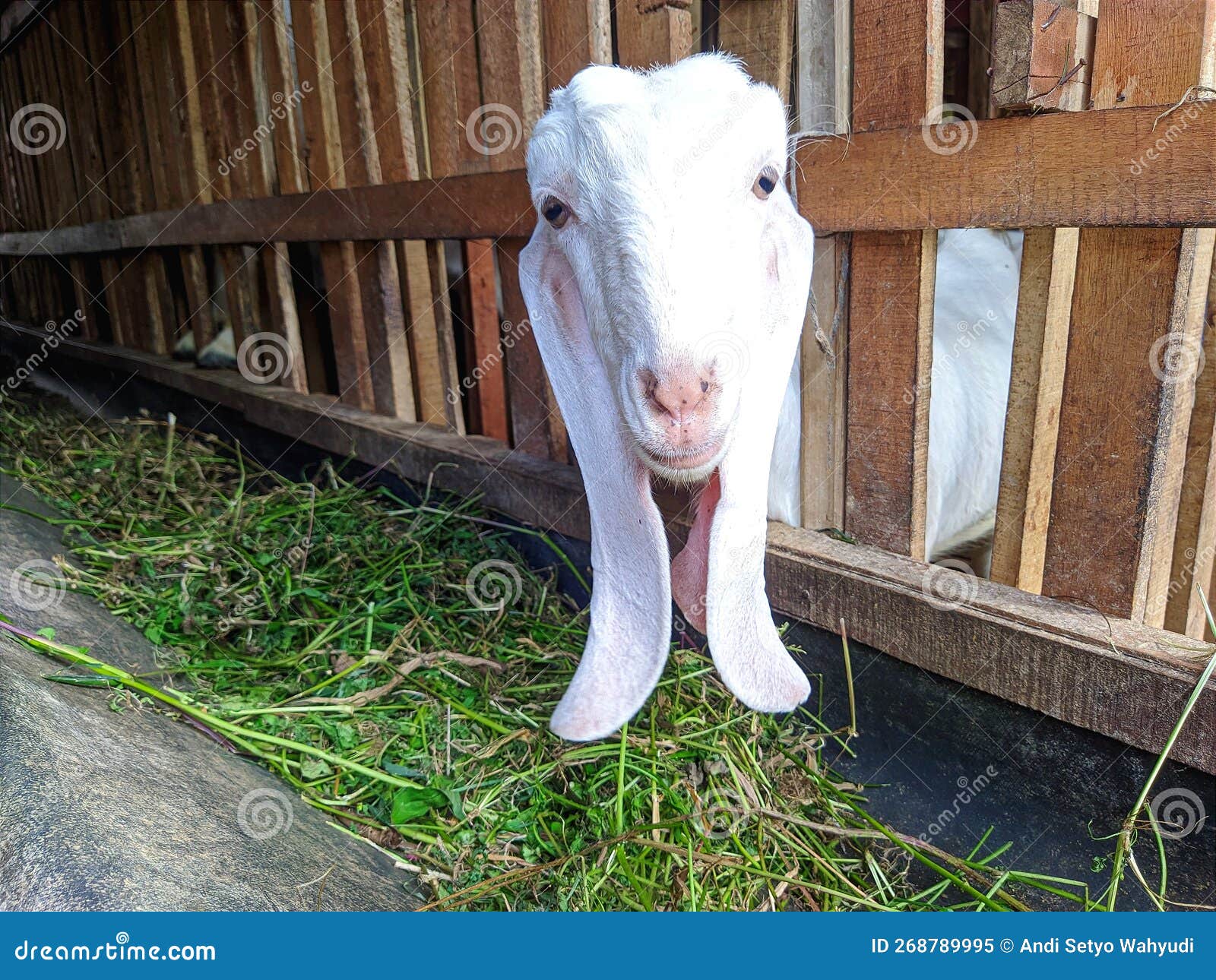 White Goat Waiting To Eat in the Cage Stock Image - Image of white ...