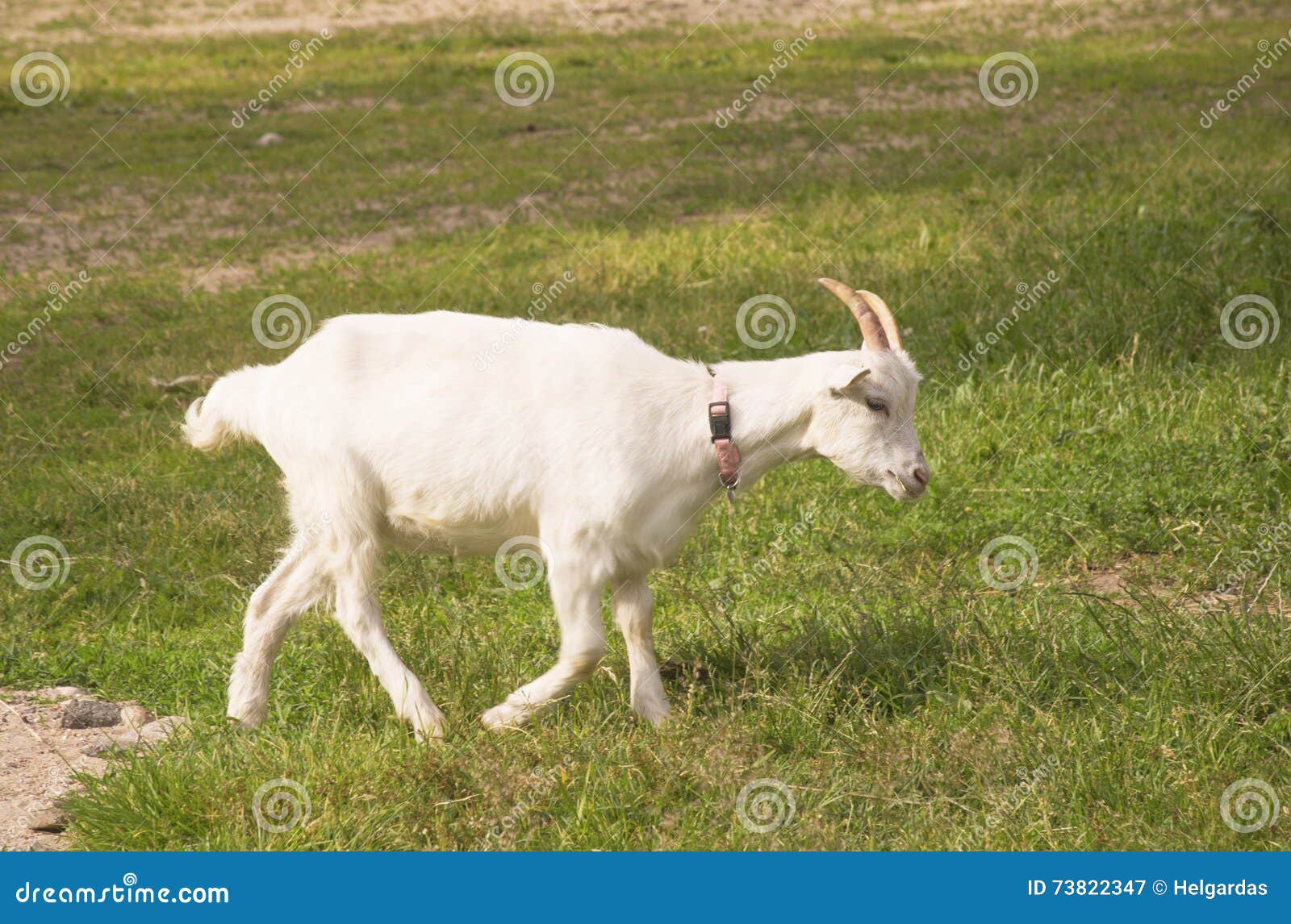 White goat walking stock image. Image of freshness, cute - 73822347