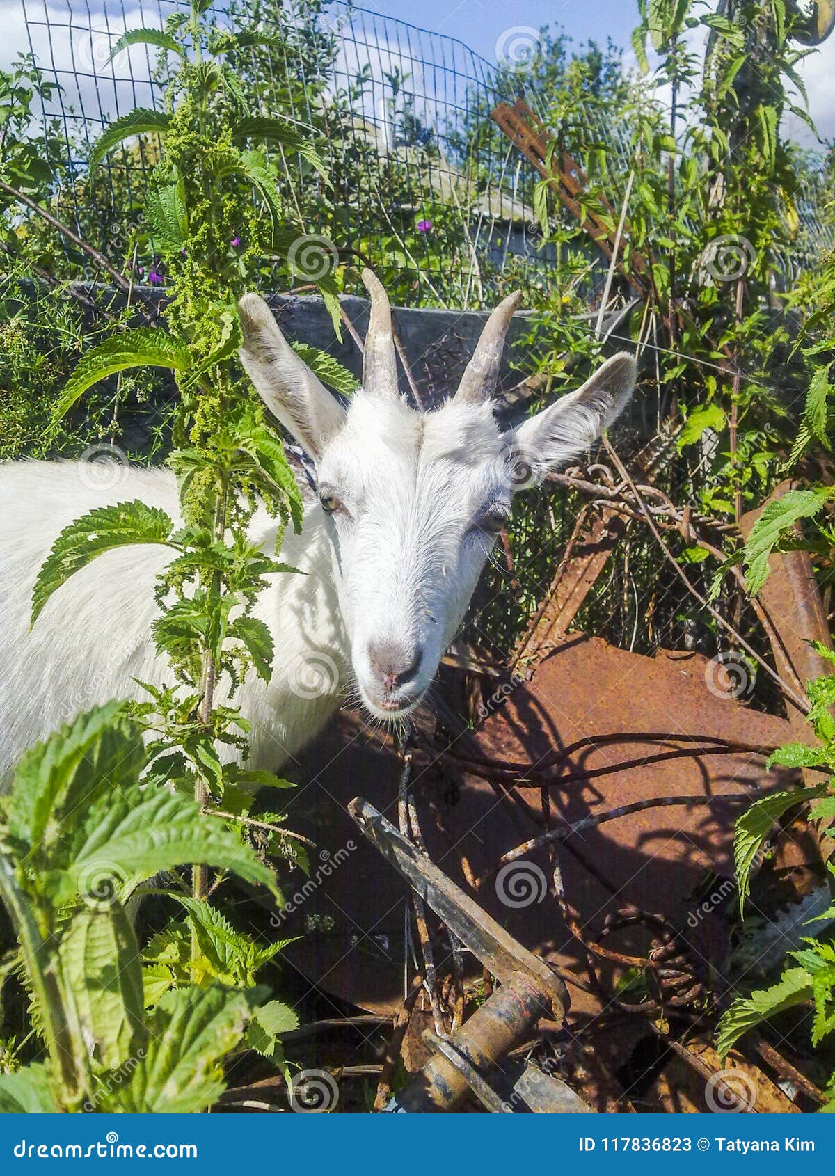 White Goat Walks in a Dump with Rusty Glands Stock Image - Image of ...