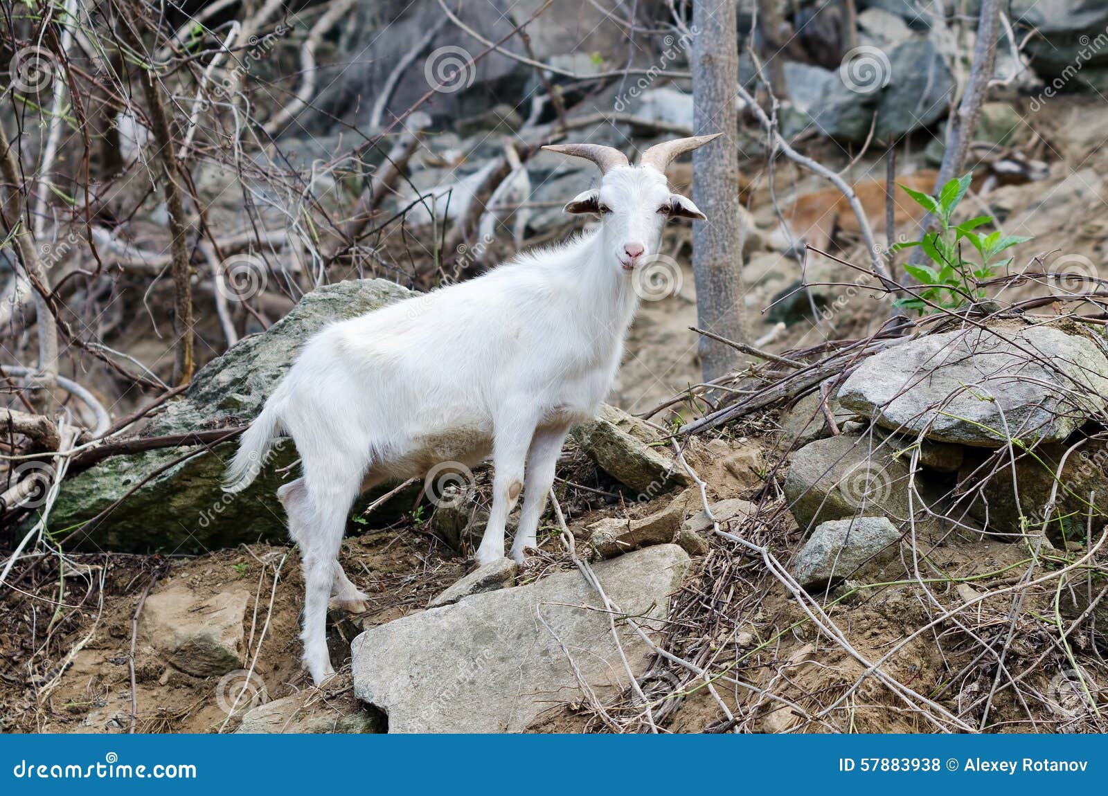 White goat in wildlife stock photo. Image of hooves, footed - 57883938