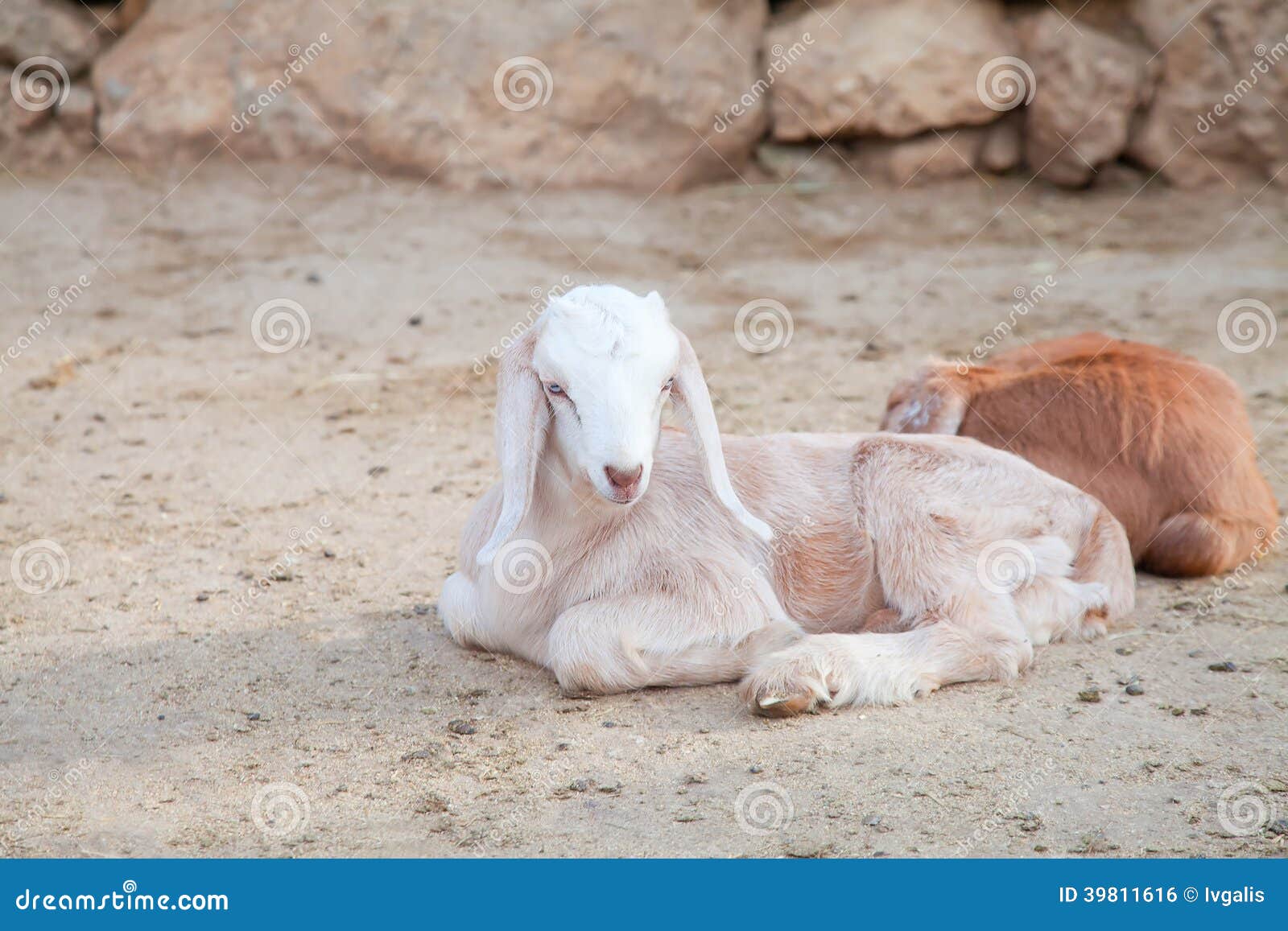 White goatling stock photo. Image of furry, dangling - 39811616