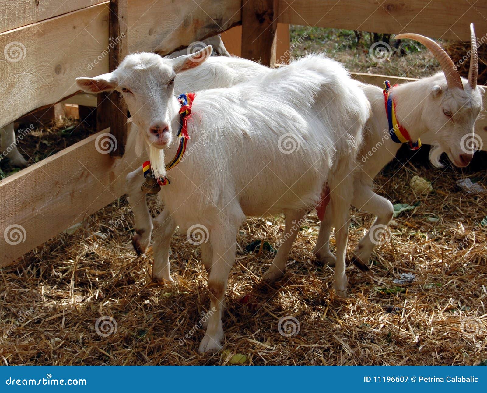 White goats stock image. Image of animal, white, petting - 11196607