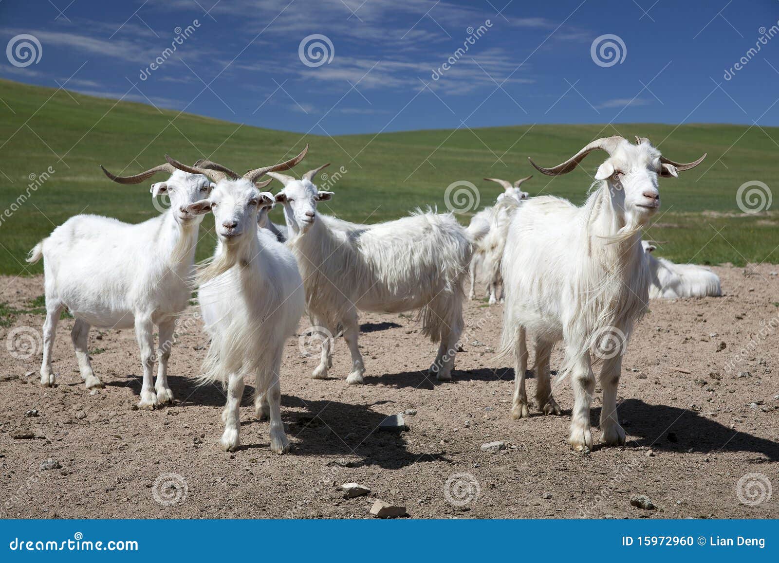 White goats stock photo. Image of asia, clean, landscape - 15972960