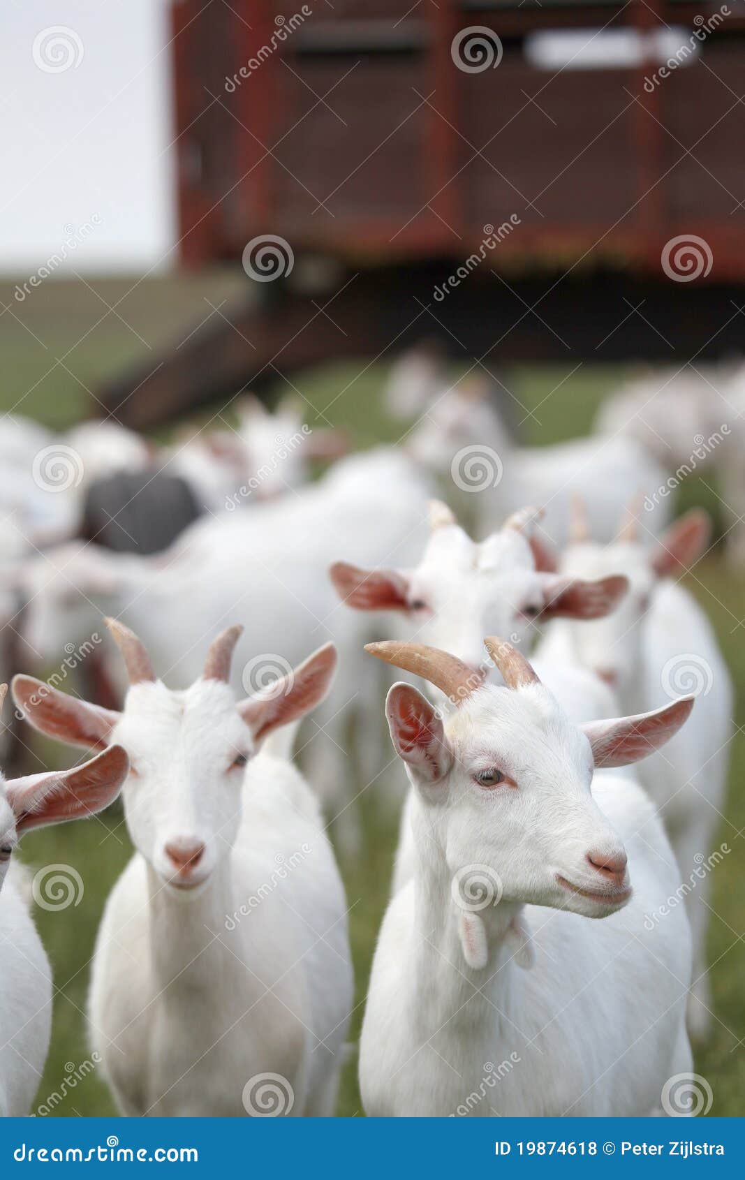 White goats stock photo. Image of ears, livestock, young - 19874618