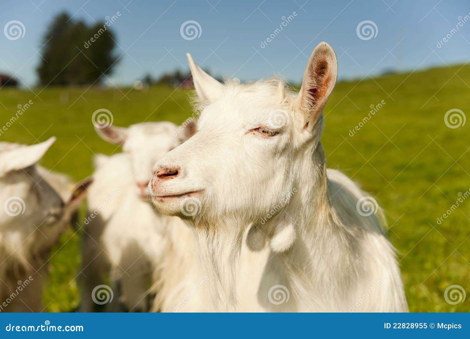 White goats stock image. Image of mammals, nature, white - 22828955