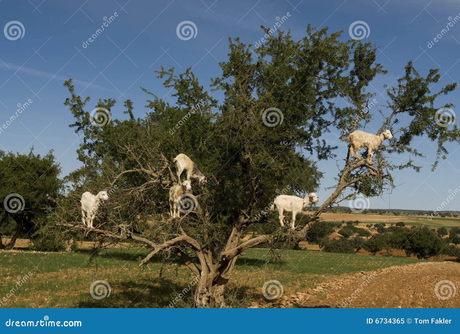 White Goats in an Argan Tree Stock Image - Image of farm, tree: 6734365