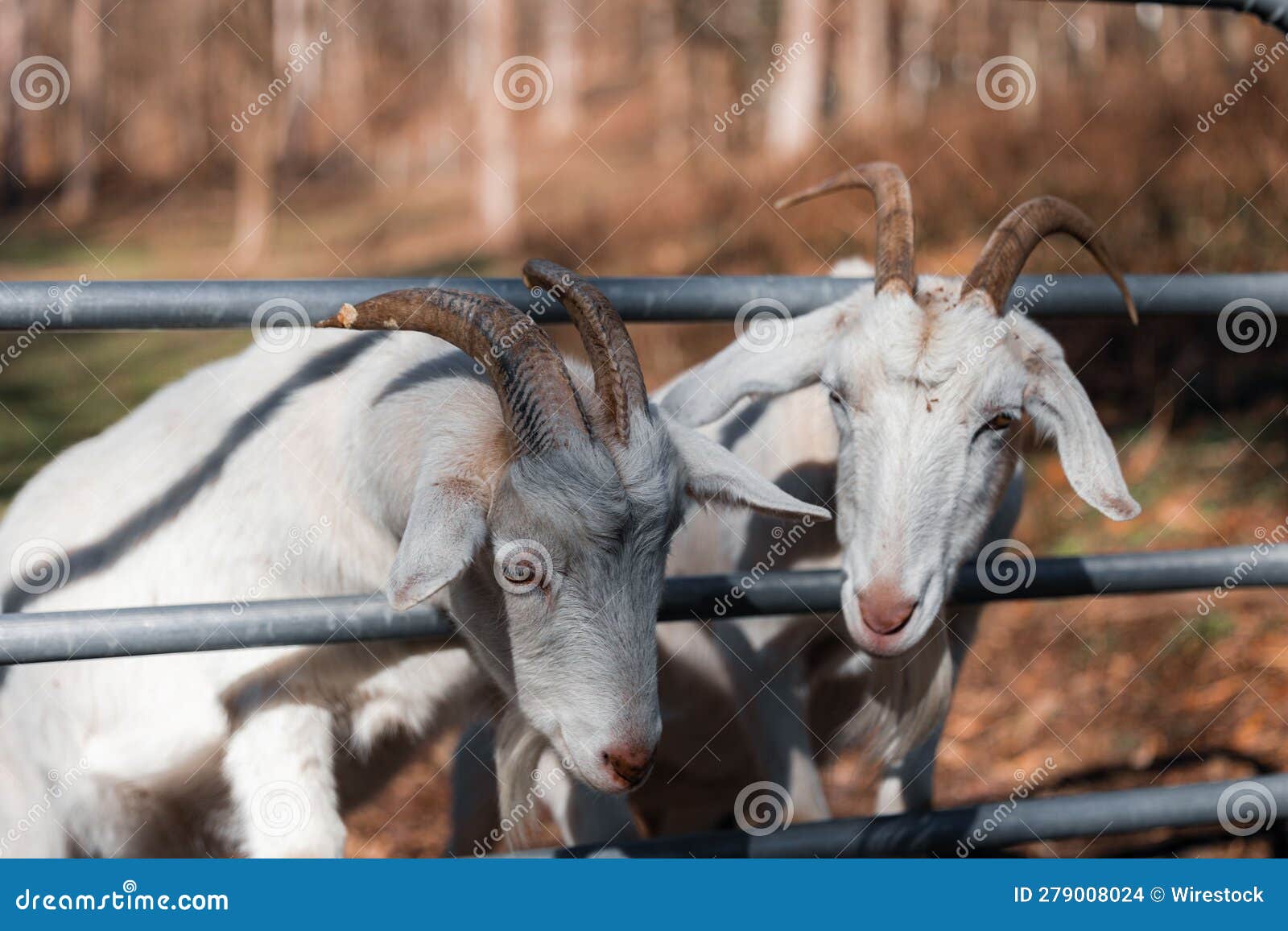 White Goats Looking through Bars of Gate Stock Photo - Image of natural ...