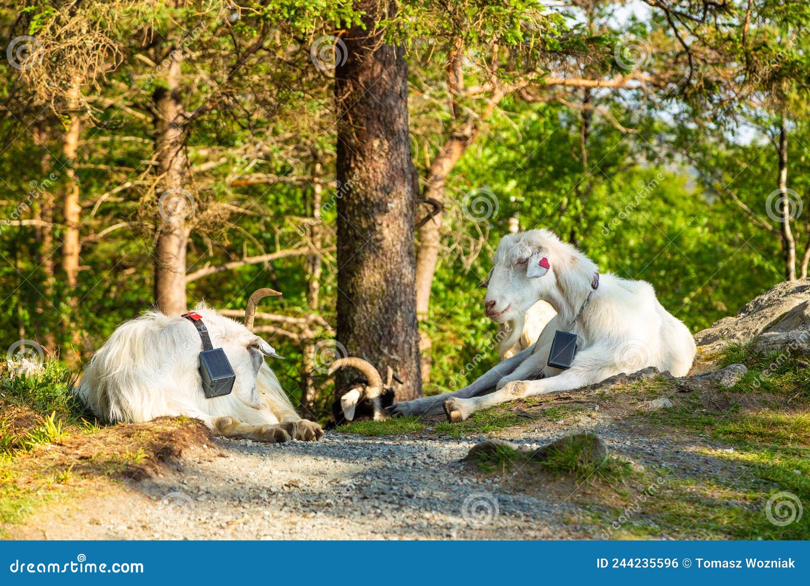 White Goats Lying Under the Tree. Bergen, Norway Stock Photo - Image of ...