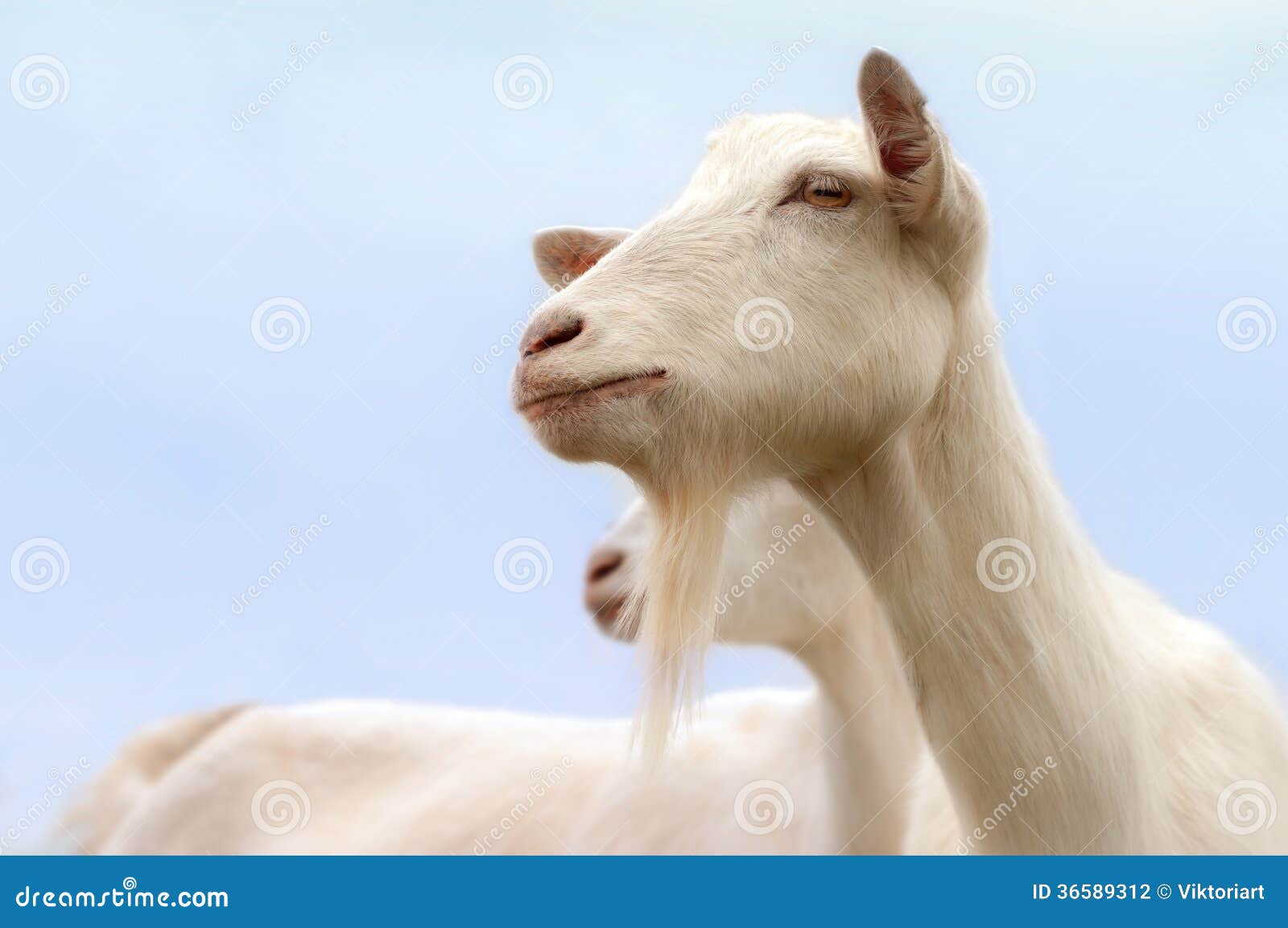 3,902 Goats Blue Sky Stock Photos - Free & Royalty-Free Stock Photos ...