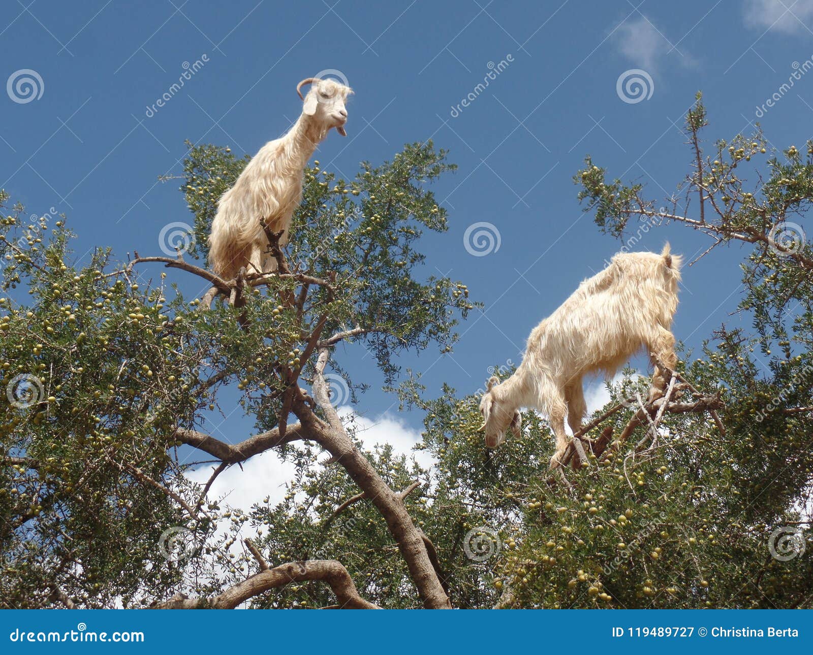 Goats Standing on the Branch of a Tree in Morocco Stock Image - Image ...