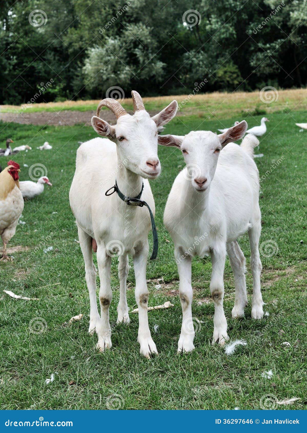White goats stock photo. Image of goats, easter, spring - 36297646