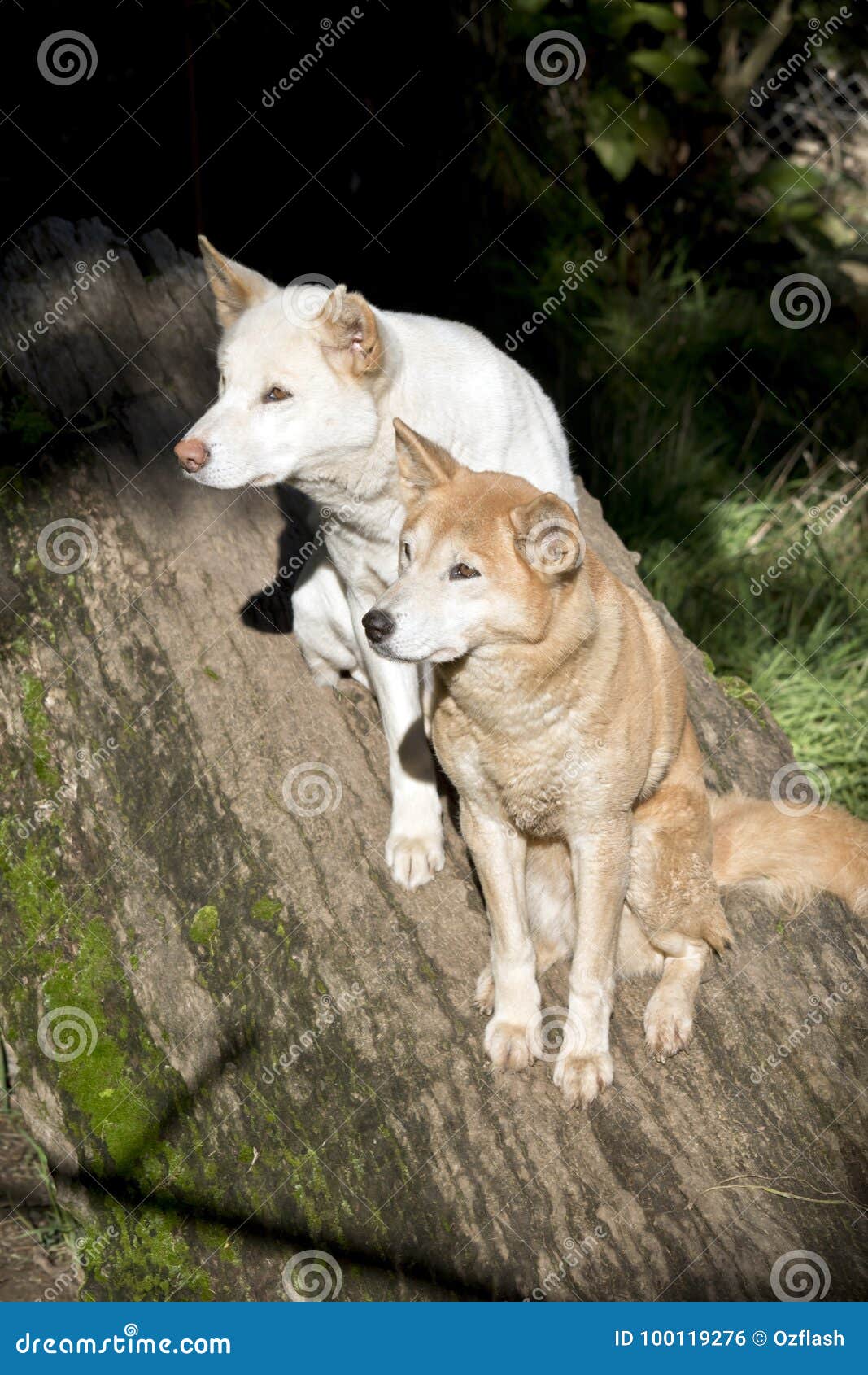 White and golden dingo stock photo. Image of golden - 100119276