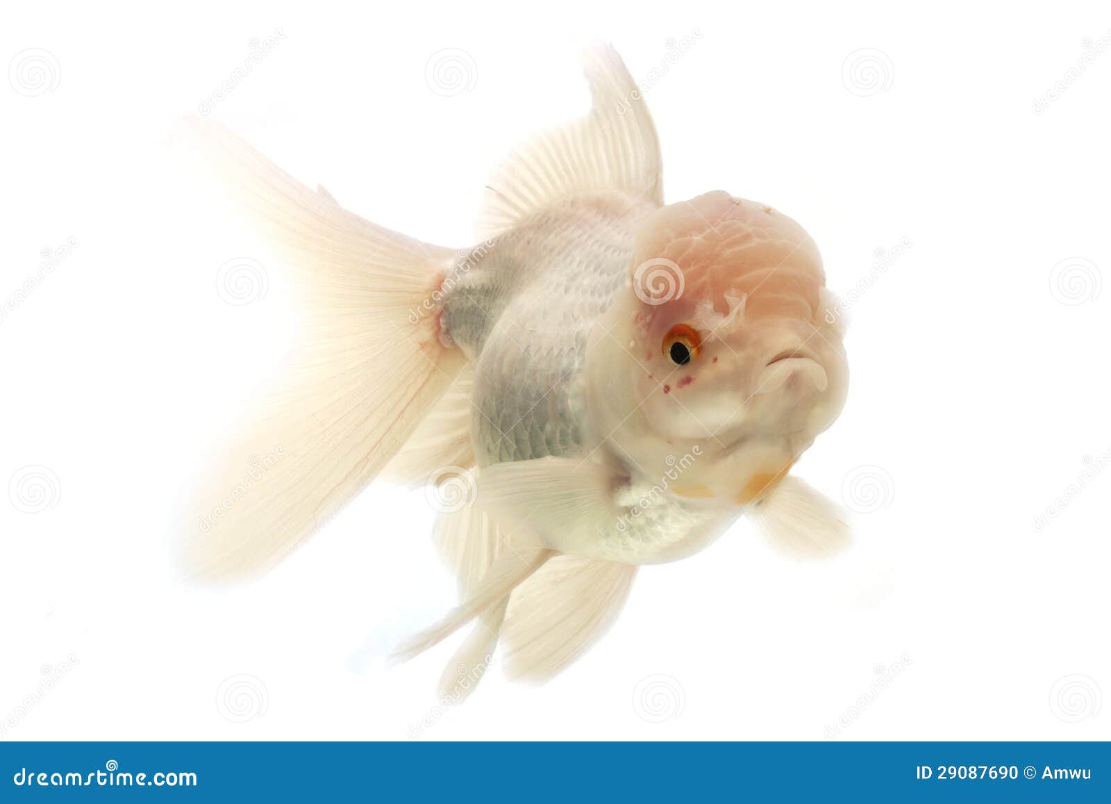White Goldfish stock photo. Image of white, fish, goldfish - 29087690