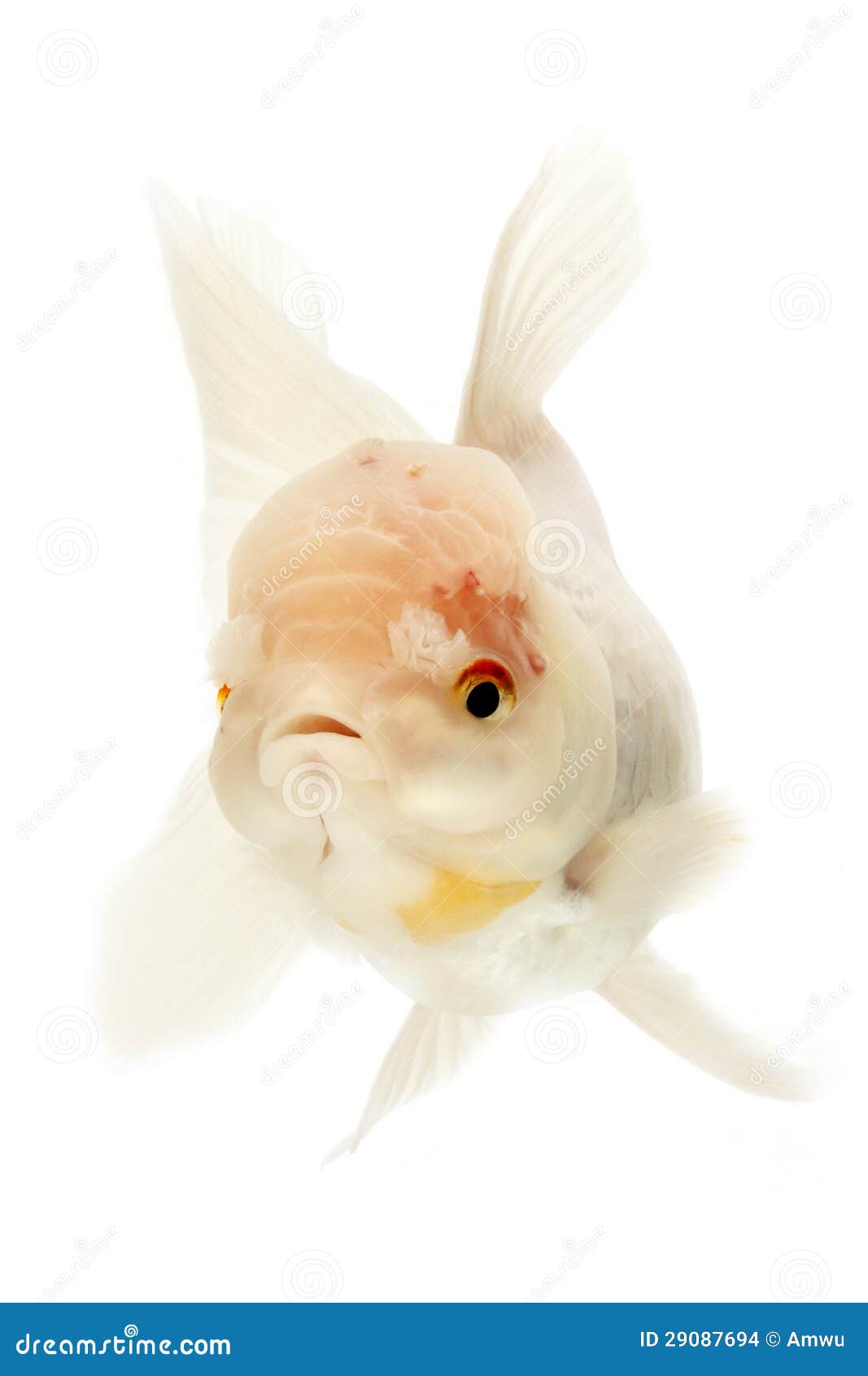 White Goldfish stock photo. Image of water, copy, goldfish - 29087694
