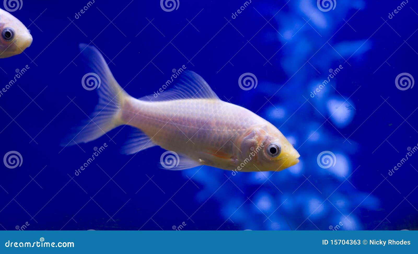 White Common Goldfish