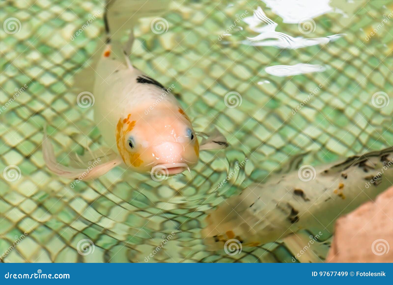 White Goldfish Floating in the Pool Stock Image - Image of goldfish ...
