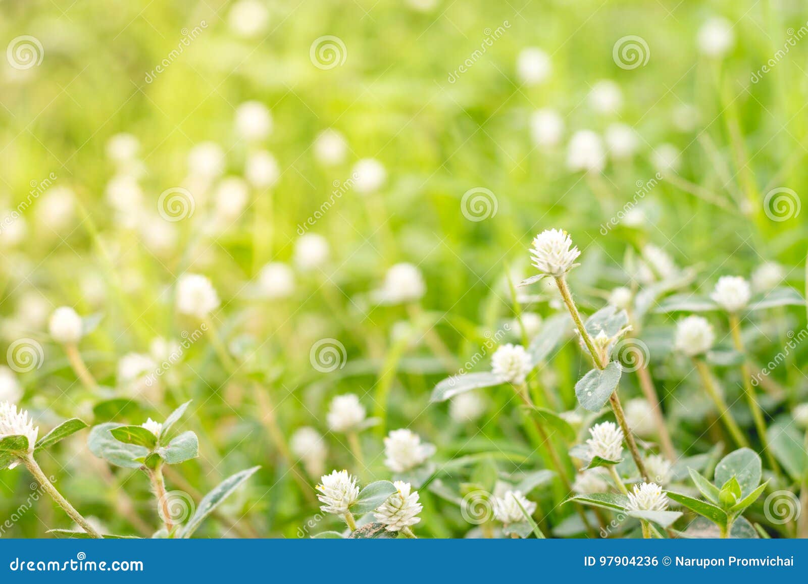White Gomphrena Globosa Flower. Stock Photo - Image of flower, meadow ...