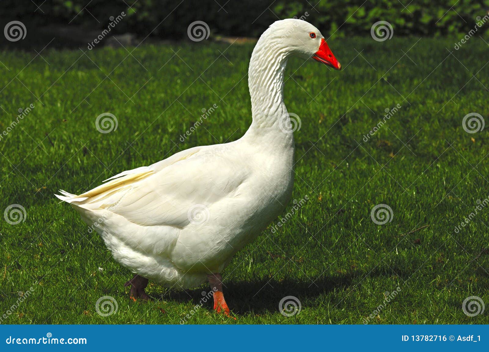 White Goose stock photo. Image of goose, sidewise, animals - 13782716
