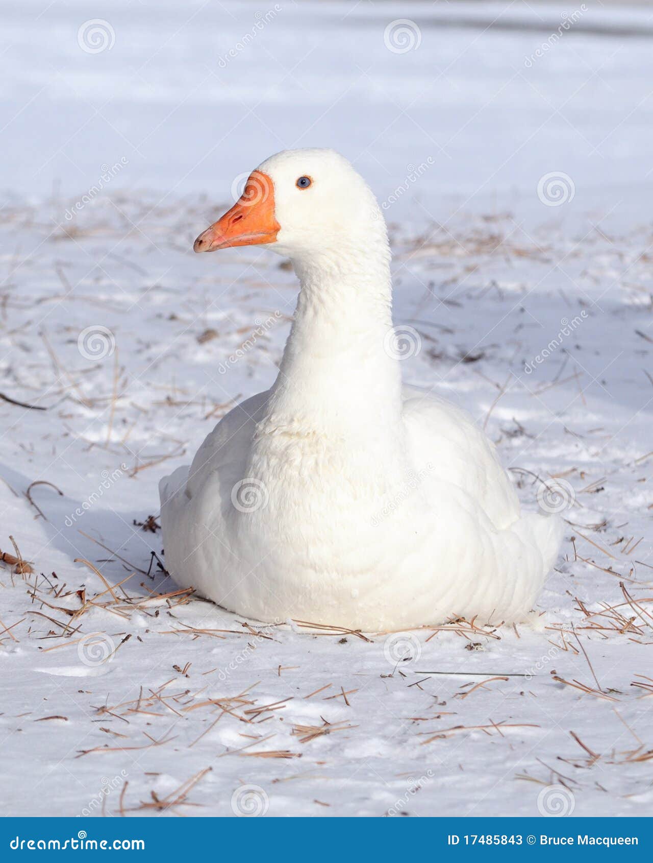 White Goose stock image. Image of wildlife, bird, winter - 17485843