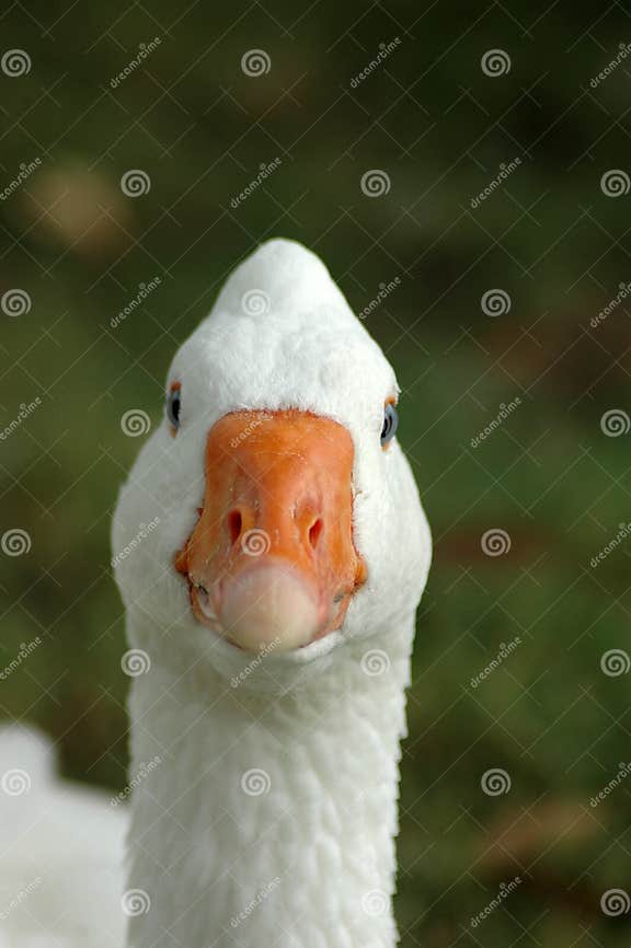 White Goose stock image. Image of head, funny, white, goose - 2025067