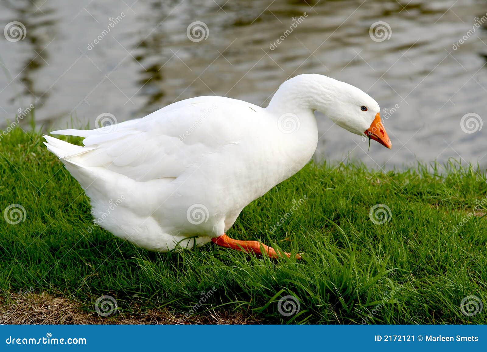 White goose stock image. Image of alone, waterside, outdoors - 2172121