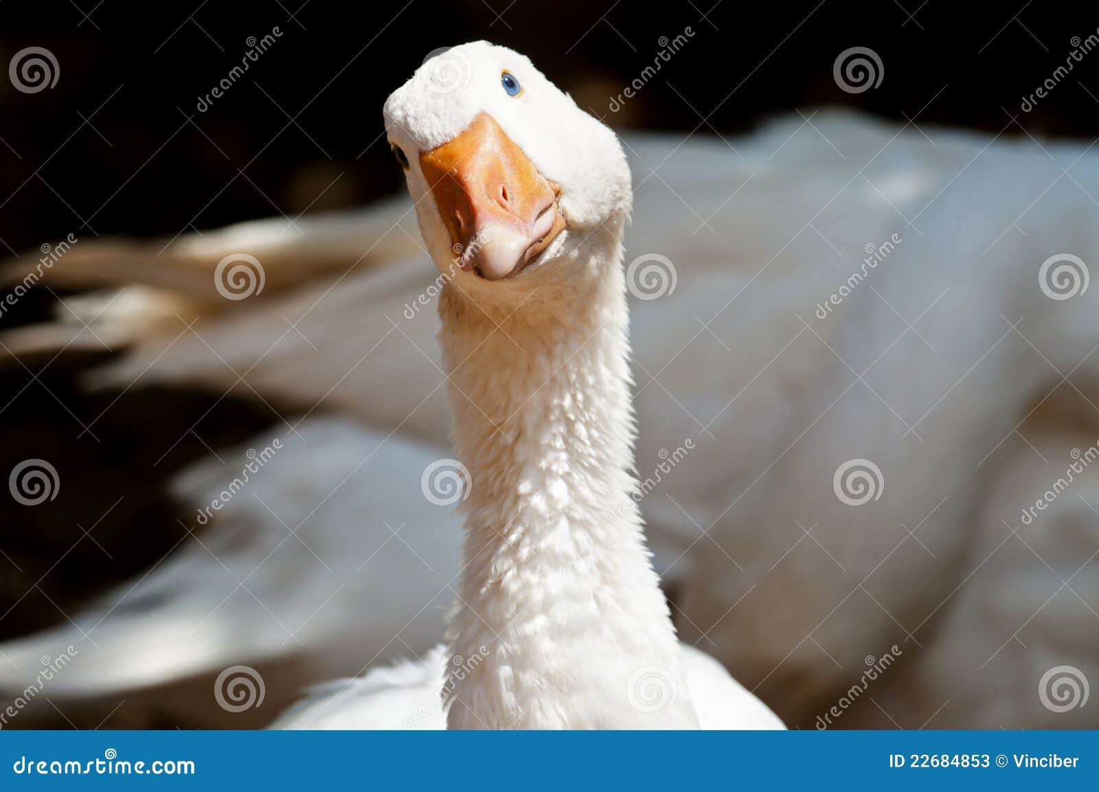 White goose stock image. Image of animal, curved, full - 22684853