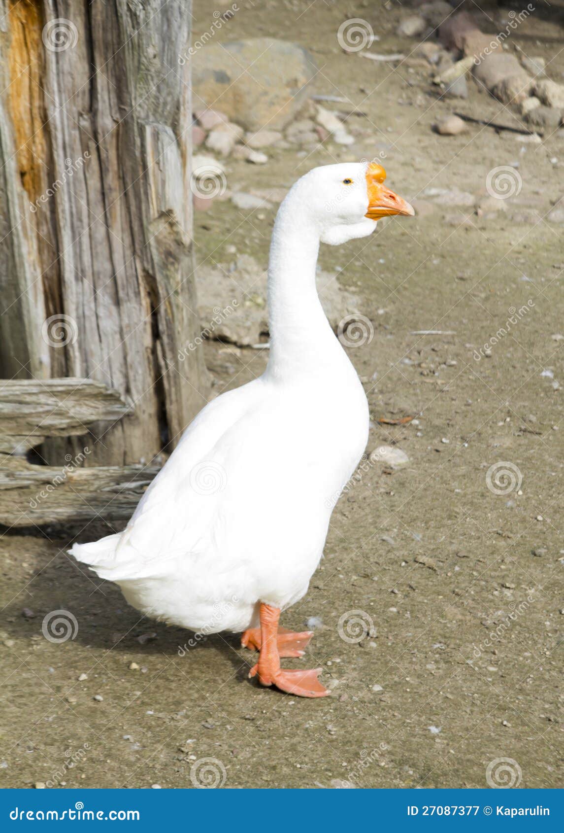 White goose stock image. Image of nature, agriculture - 27087377