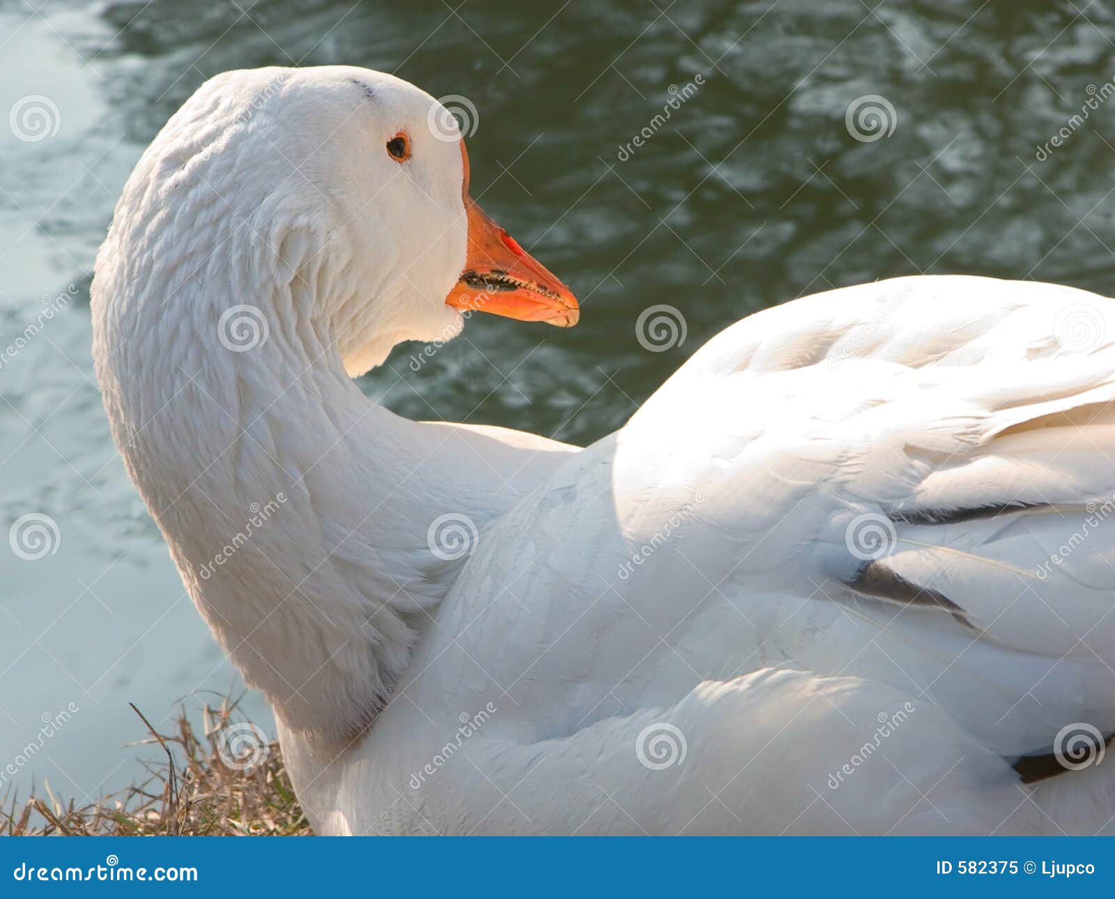 White goose stock image. Image of feathered, orange, bird - 582375