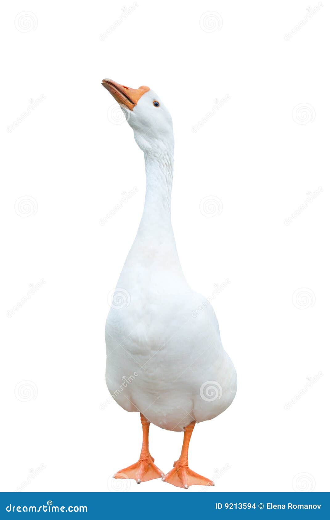 White goose stock photo. Image of beak, bird, wings, nature - 9213594