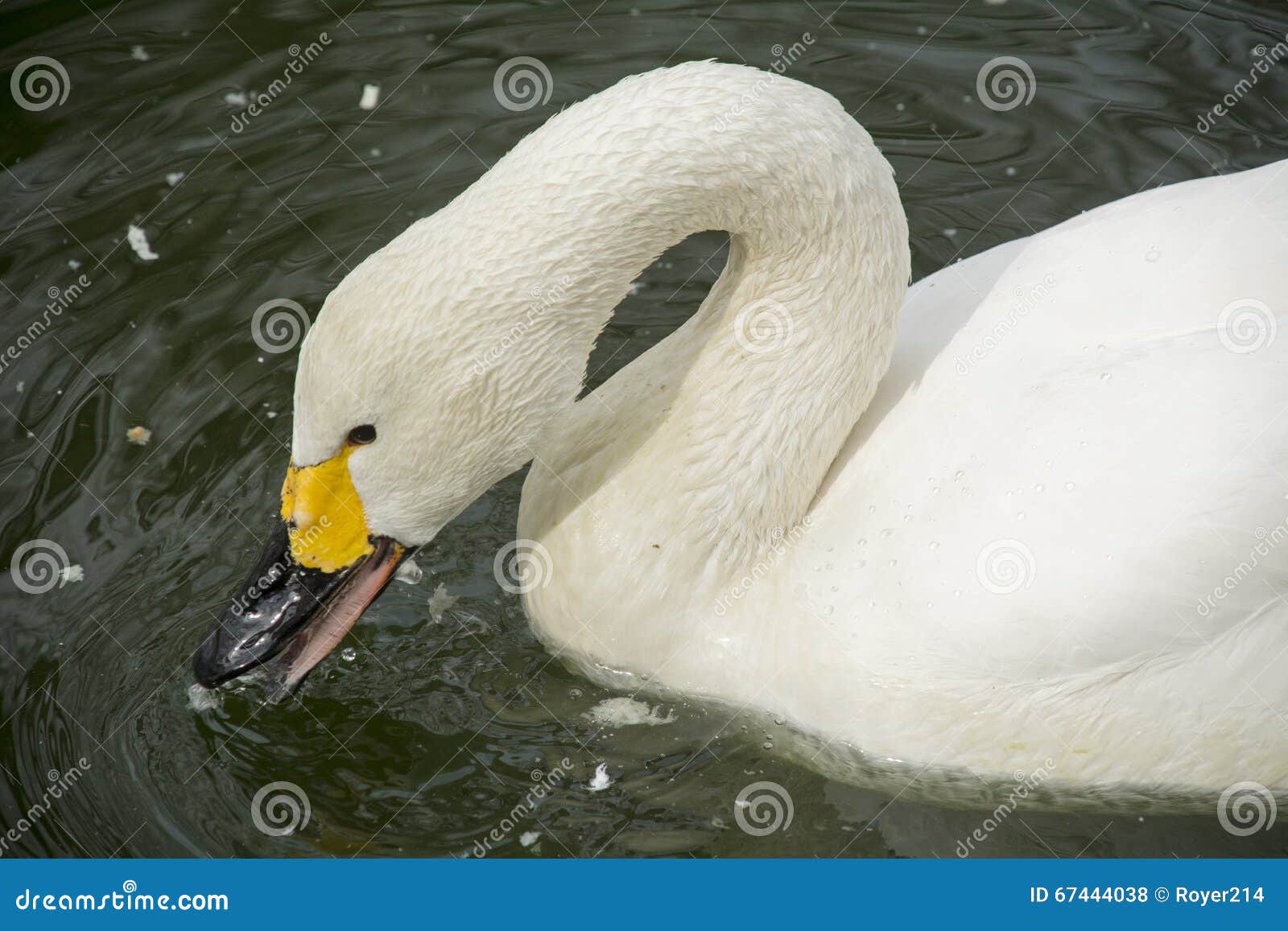 White Goose stock photo. Image of beauty, majestic, portrait - 67444038