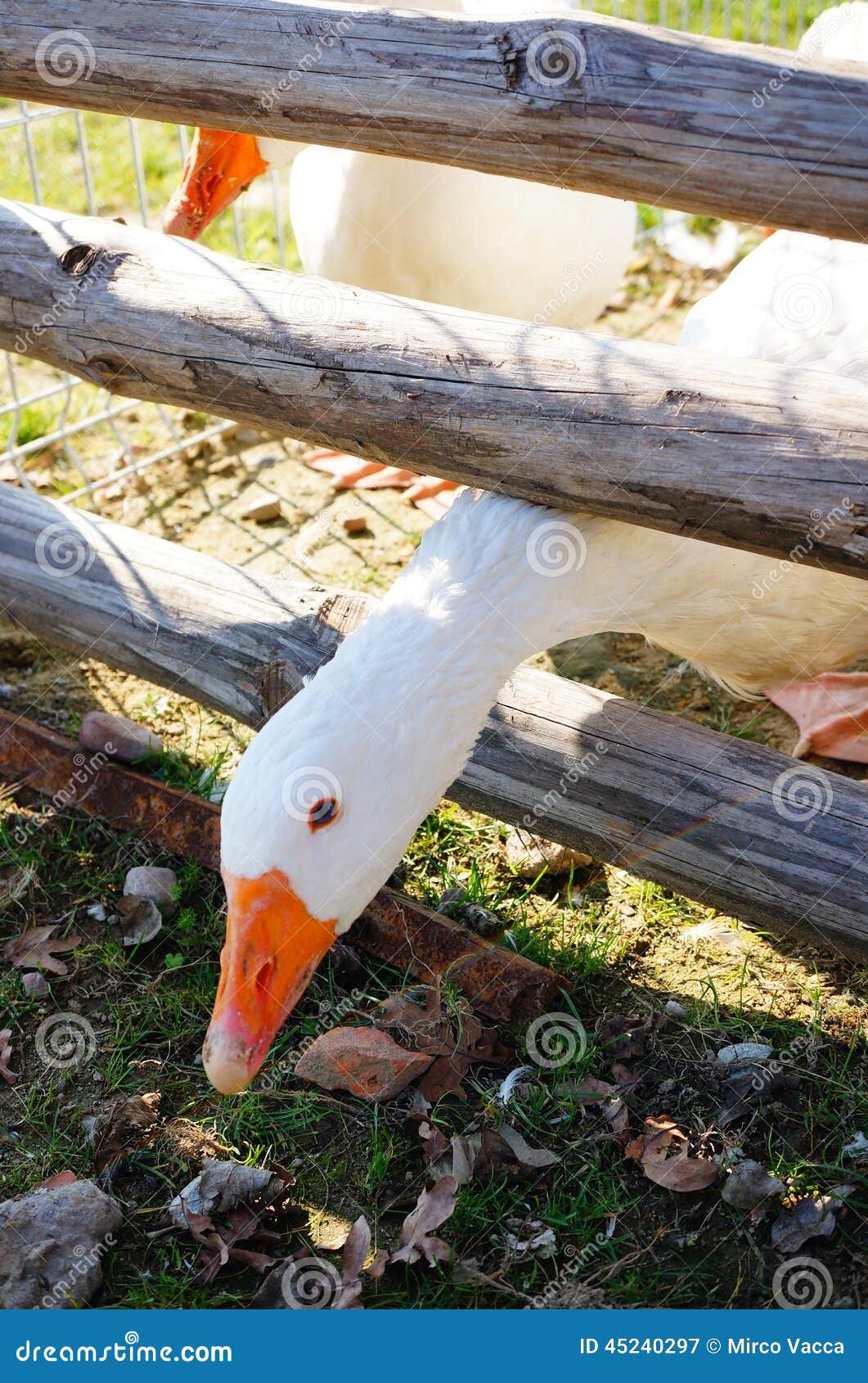 White goose stock image. Image of goose, white, fence - 45240297