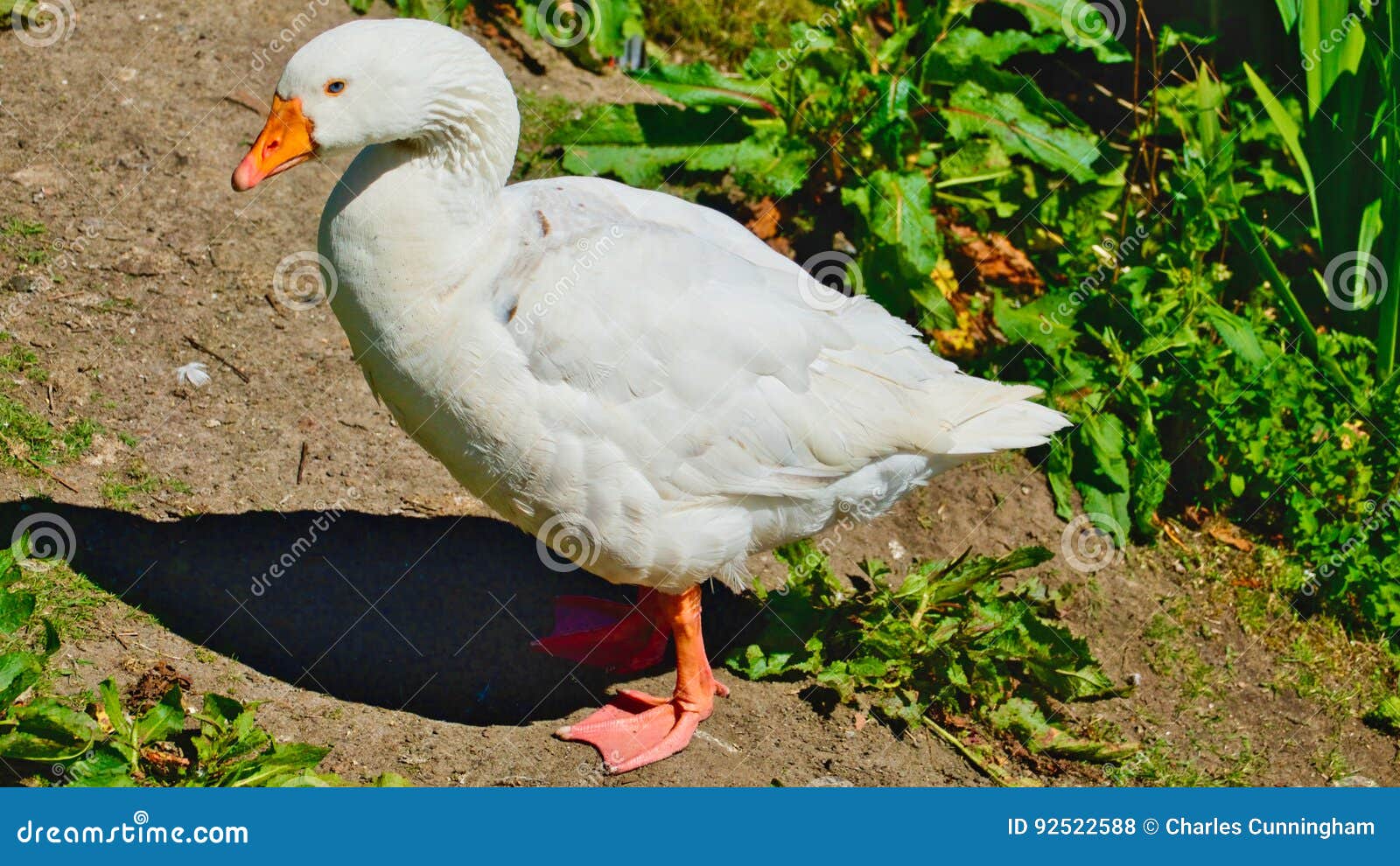 White goose. stock photo. Image of white, wildfowl, bent - 92522588